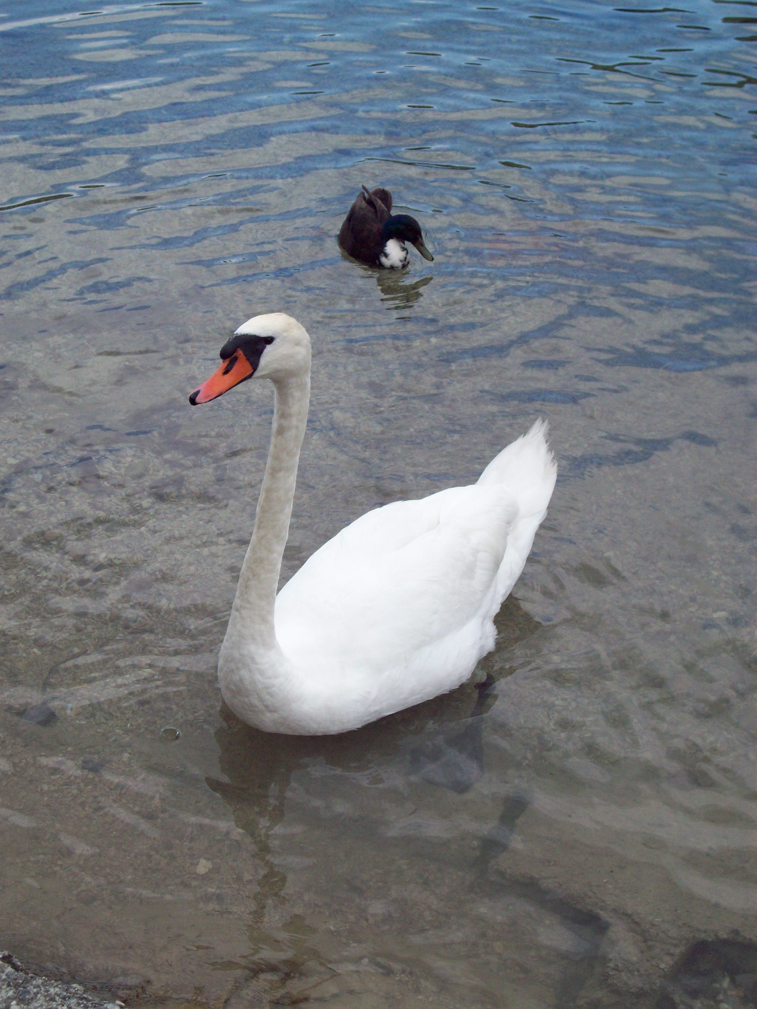 Swan | Pics4Learning