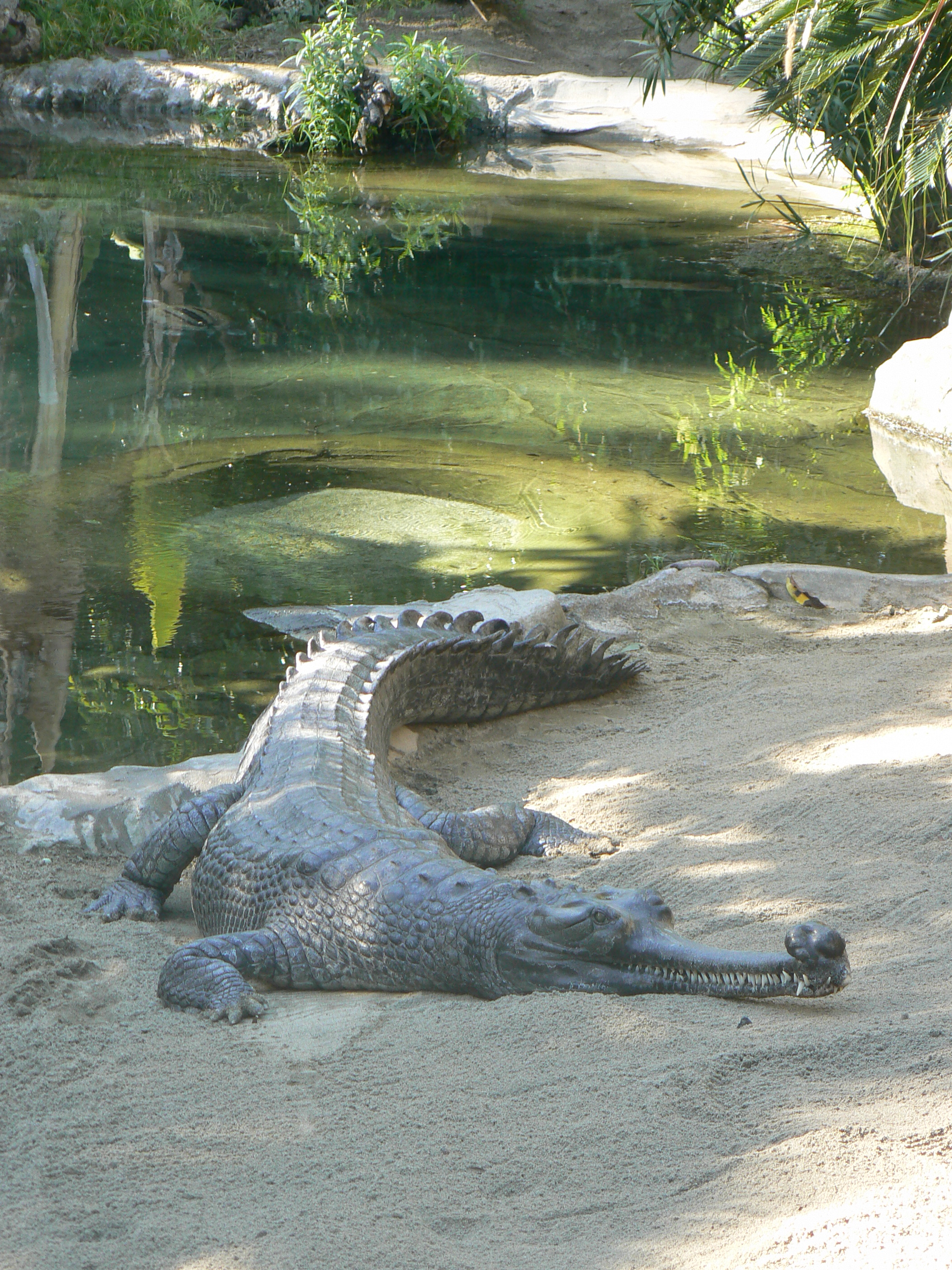 Gharial | Pics4Learning