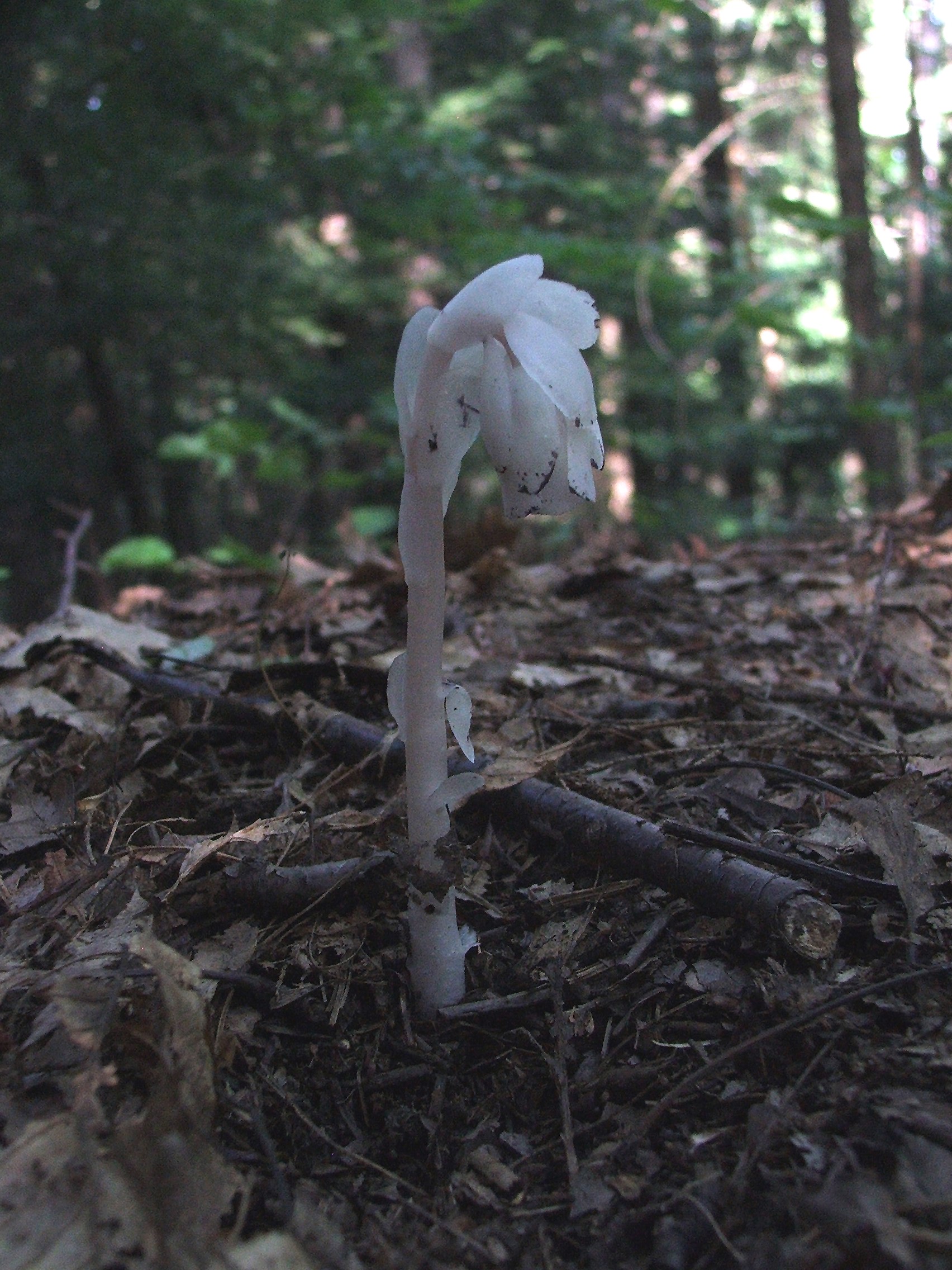 Ghost Pipe Flower | Pics4Learning