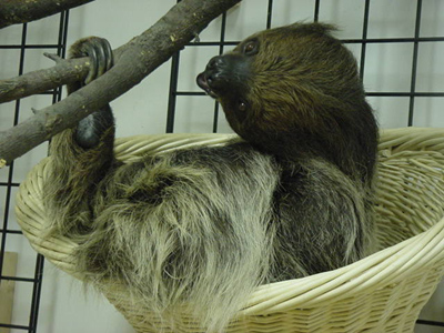 Giant Sloth | Pics4Learning