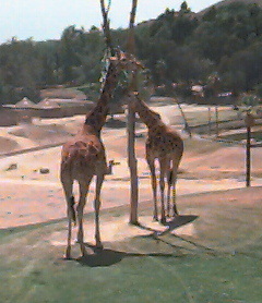 Giraffe eating in the open range at the San Diego Wild Life Park | Pics4Learning