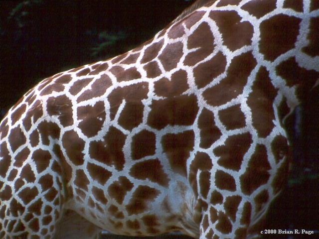 Giraffe pattern | Pics4Learning