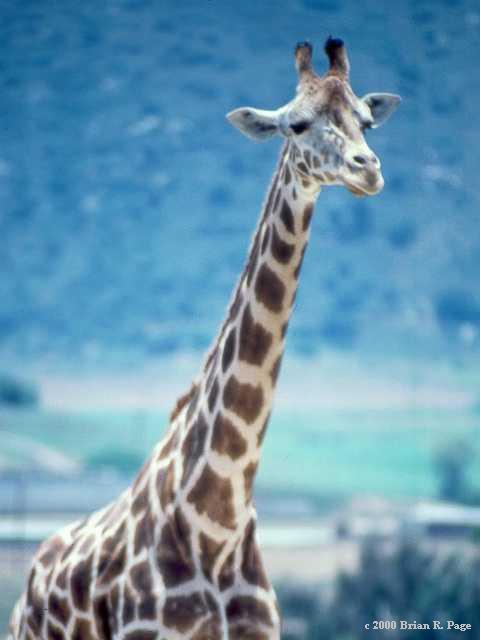 Giraffe | Pics4Learning