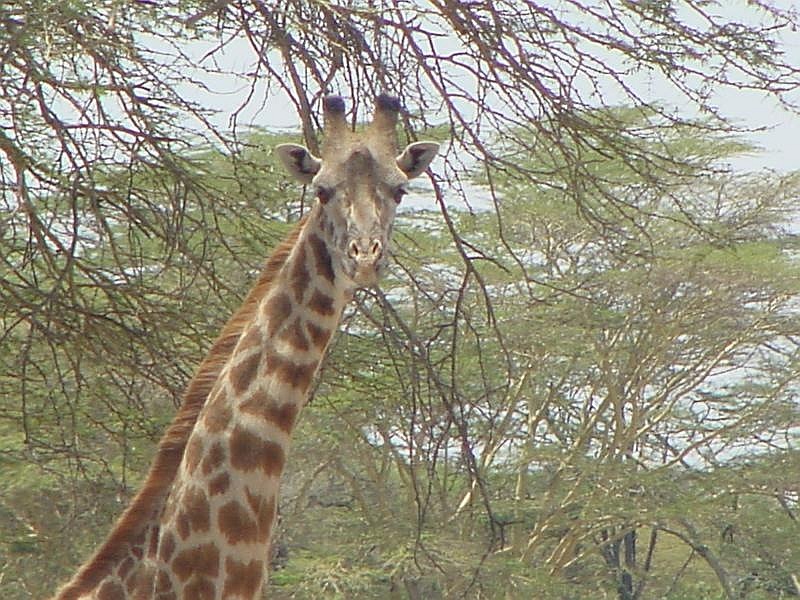 Giraffe eating | Pics4Learning