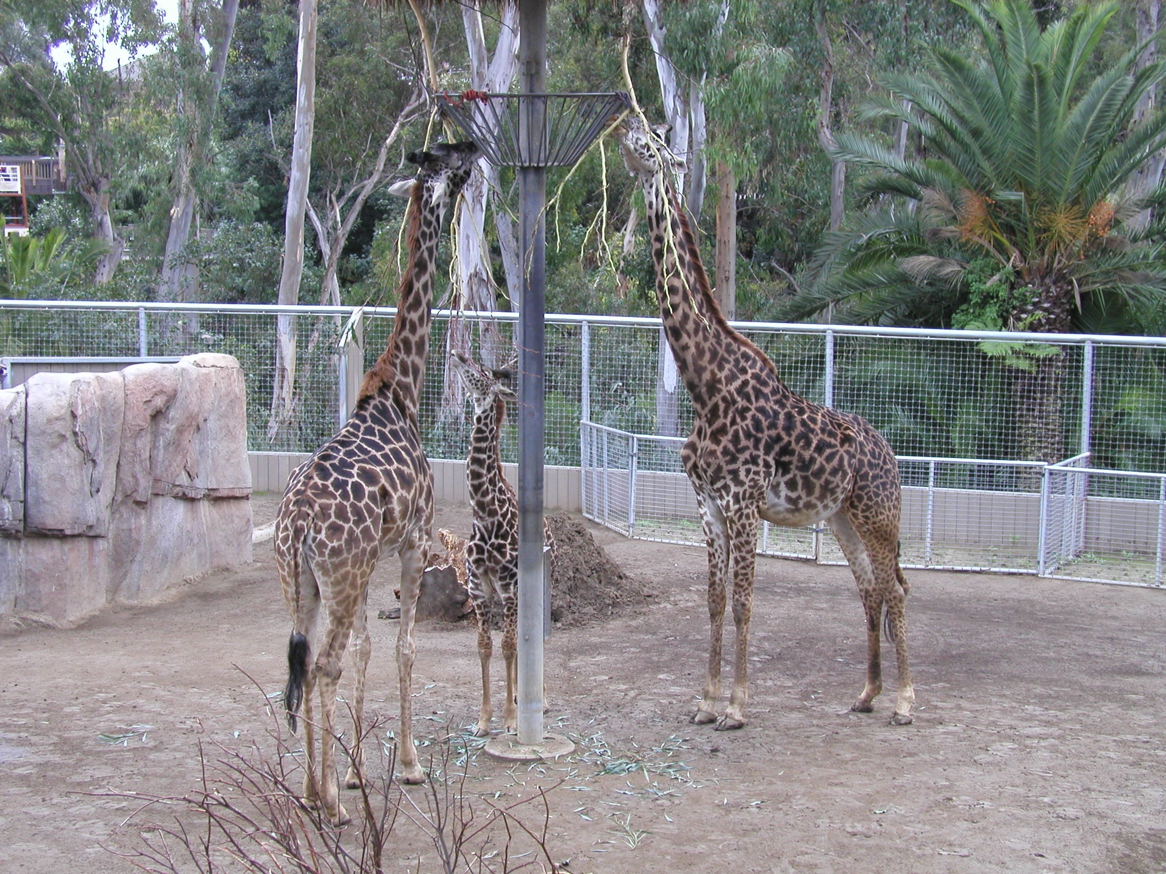 giraffes eating | Pics4Learning