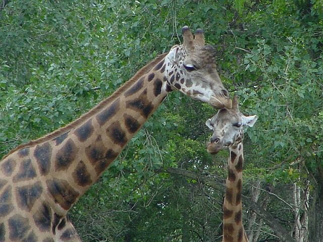 Giraffe pair | Pics4Learning