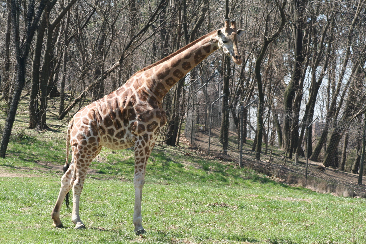 Giraffe Walking | Pics4Learning