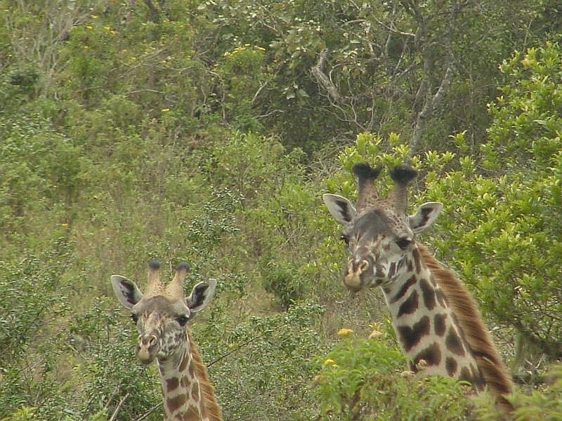 Giraffe Pair | Pics4Learning