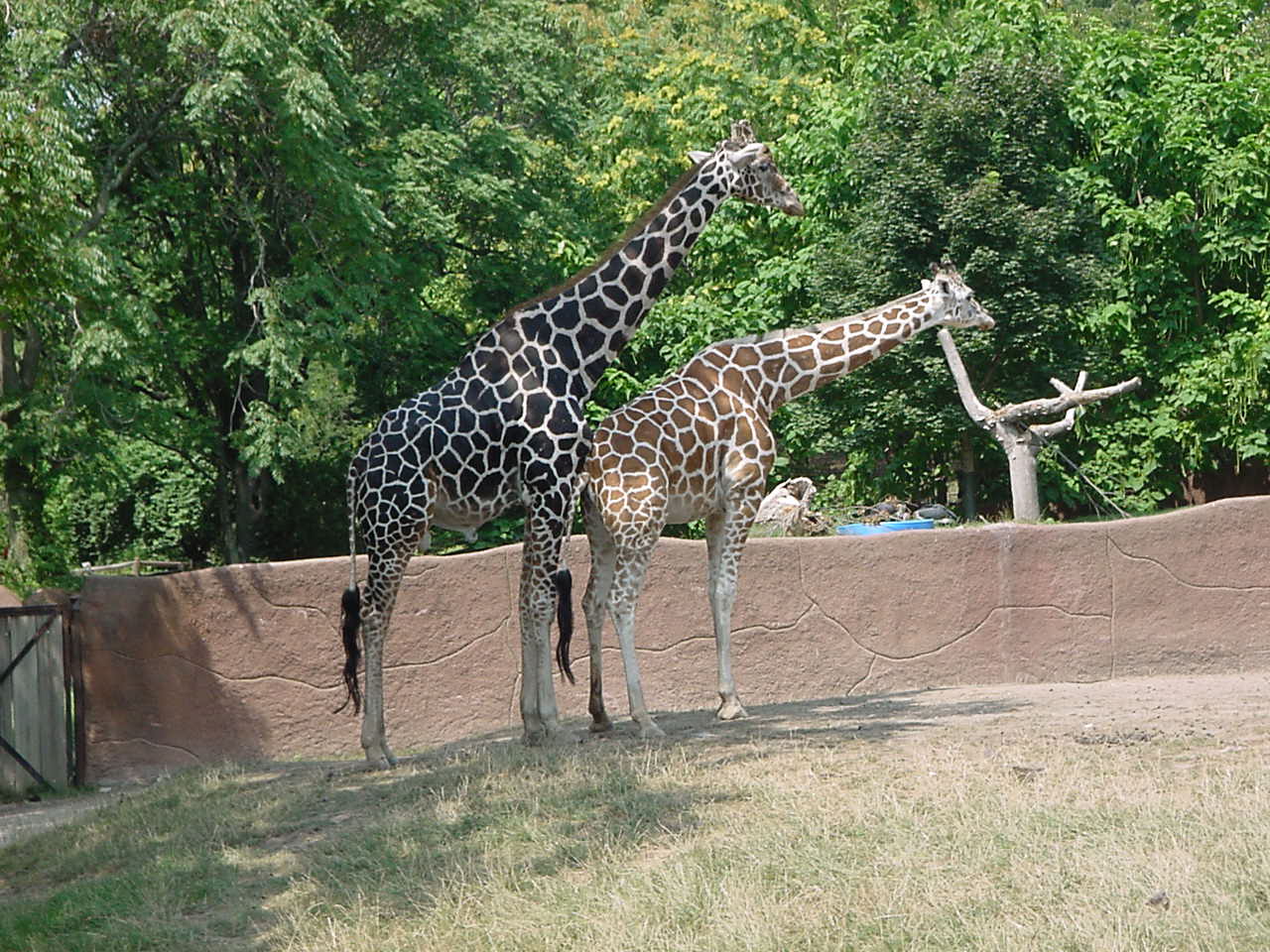 giraffes | Pics4Learning