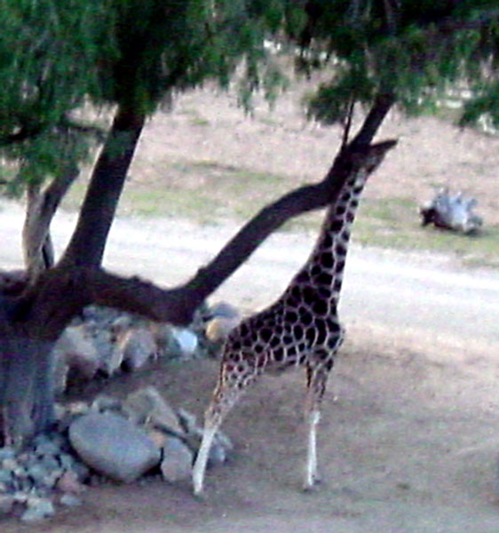 Giraffe | Pics4Learning