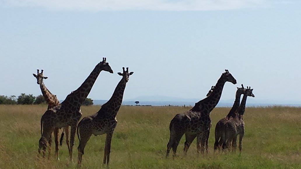 Giraffes | Pics4Learning