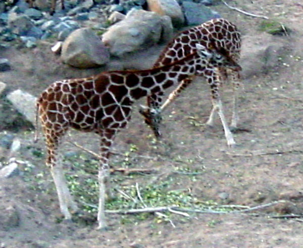 Giraffes | Pics4Learning