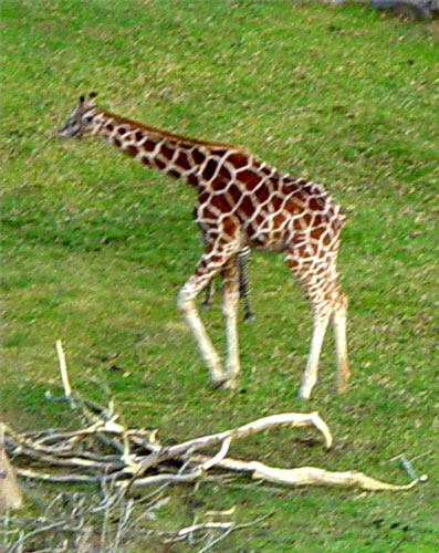 Giraffe | Pics4Learning