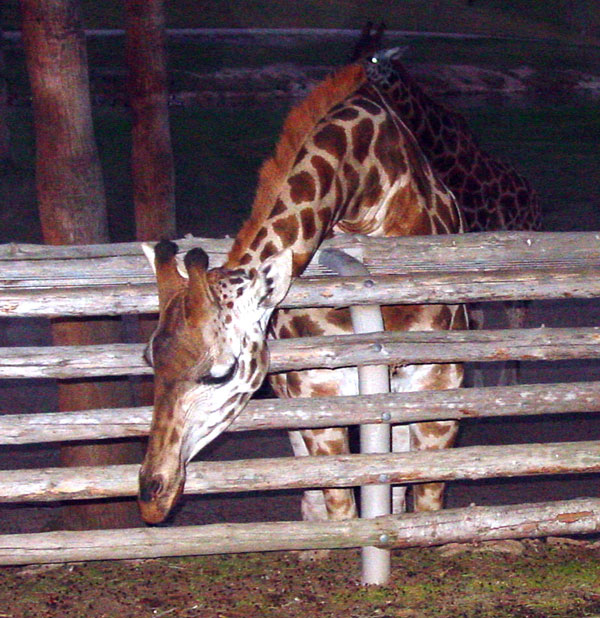 Giraffe | Pics4Learning