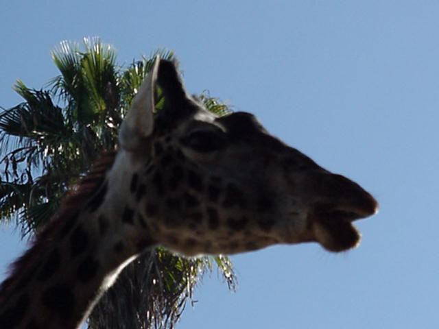 Giraffe close-up | Pics4Learning