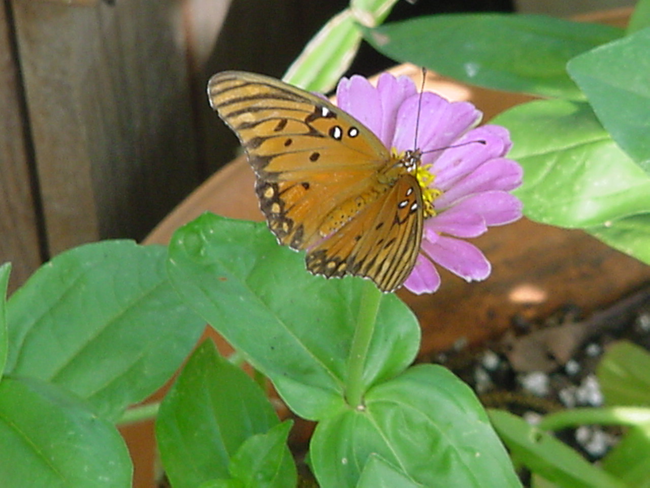 Gulf Fritillary Butterfly on Zinnia | Pics4Learning