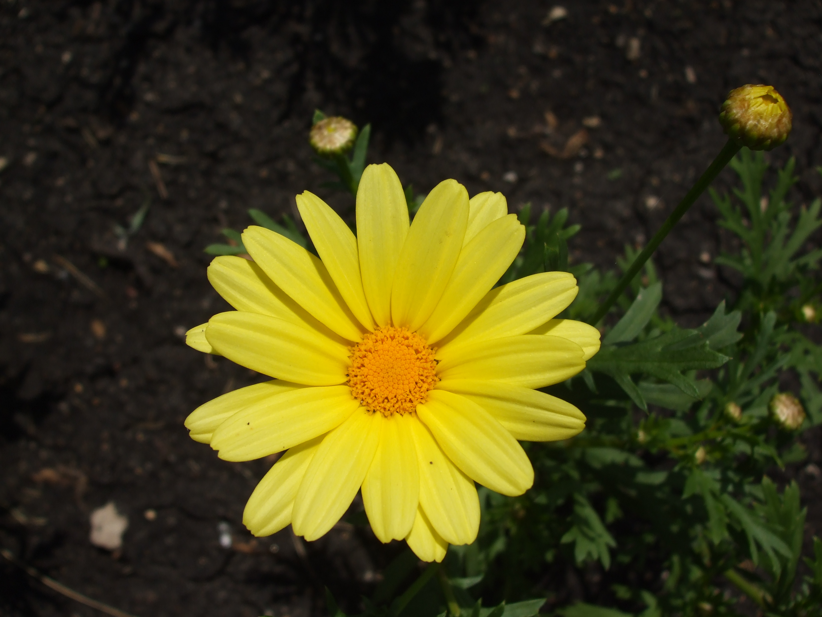 YELLOW FLOWER | Pics4Learning