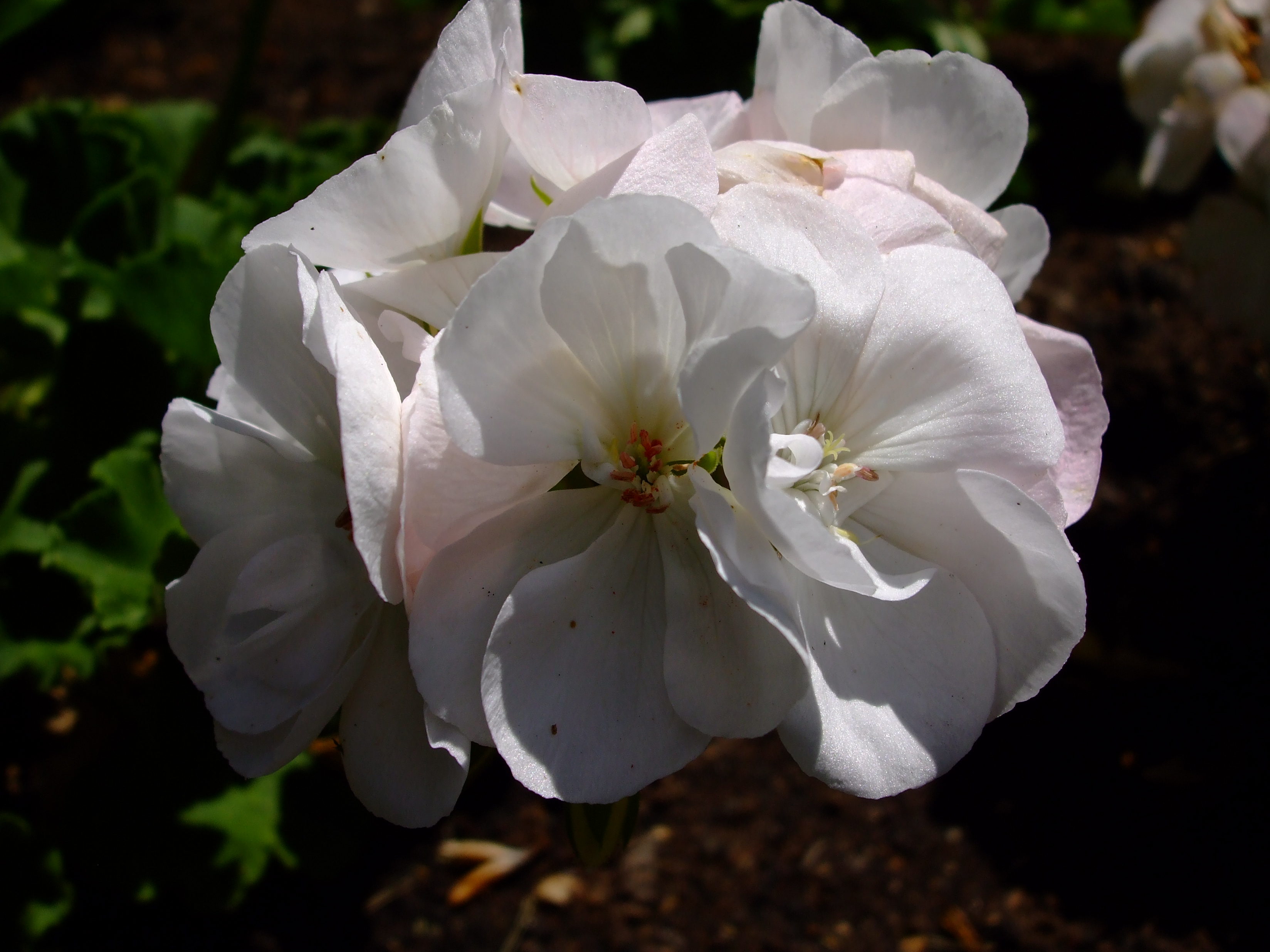 FLOWERS | Pics4Learning