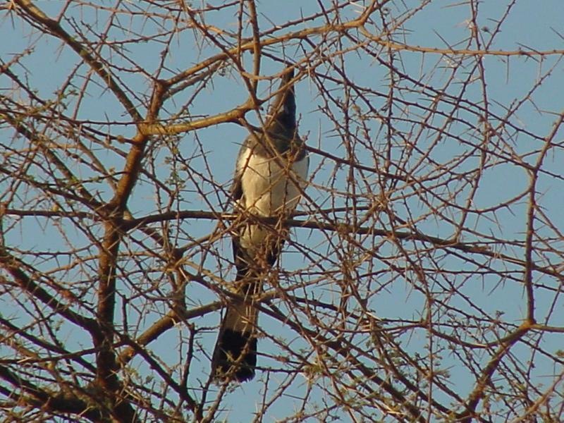 Go Away Bird | Pics4Learning