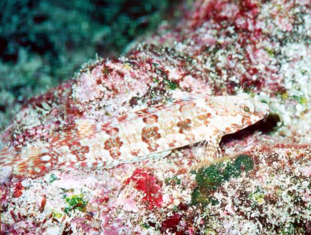 Goby | Pics4Learning