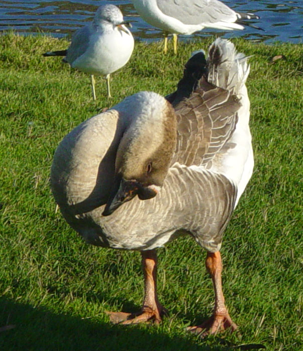 Goose Preening | Pics4Learning