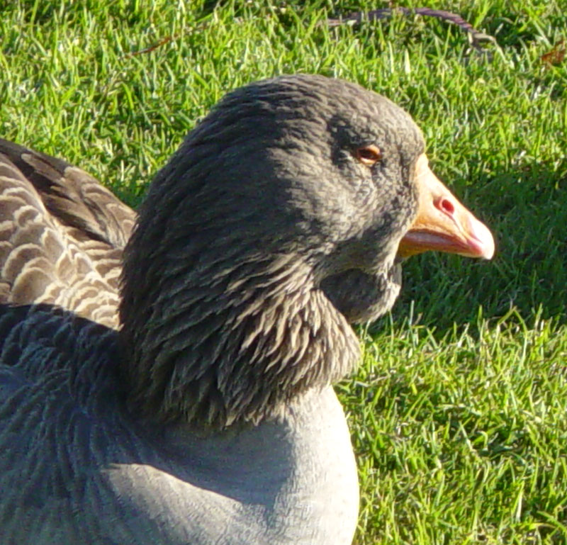 Toulouse Goose | Pics4Learning