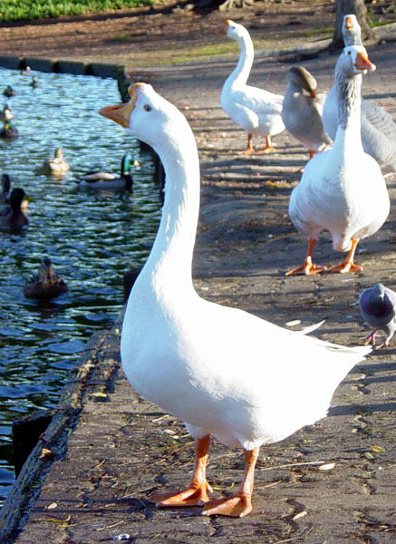 White Goose | Pics4Learning