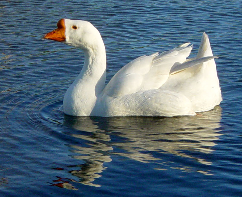 White Goose | Pics4Learning