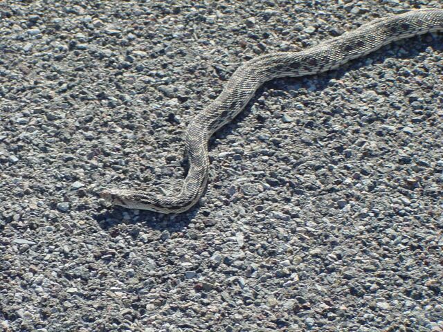 Gopher snake | Pics4Learning