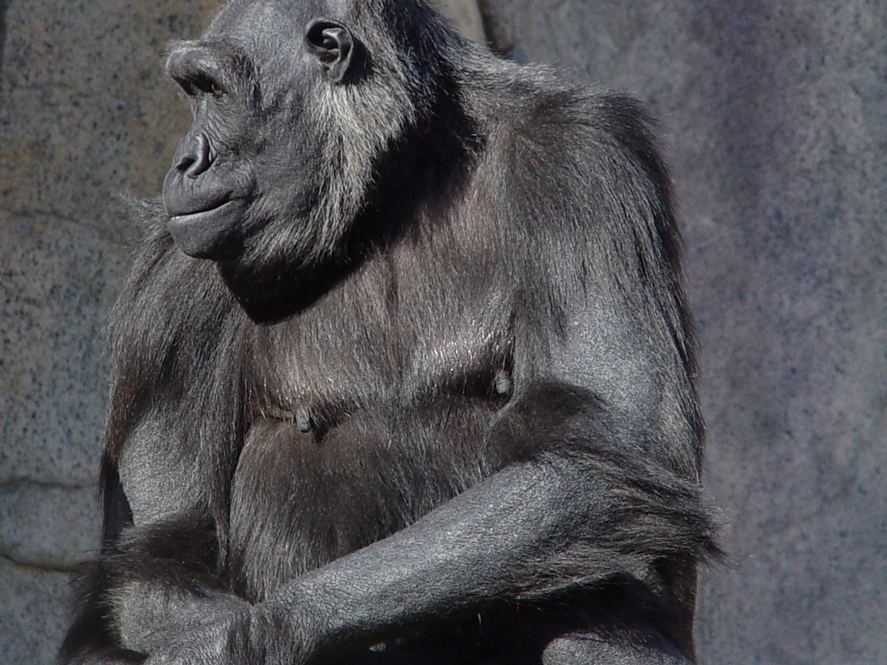Gorilla at the Zoo | Pics4Learning