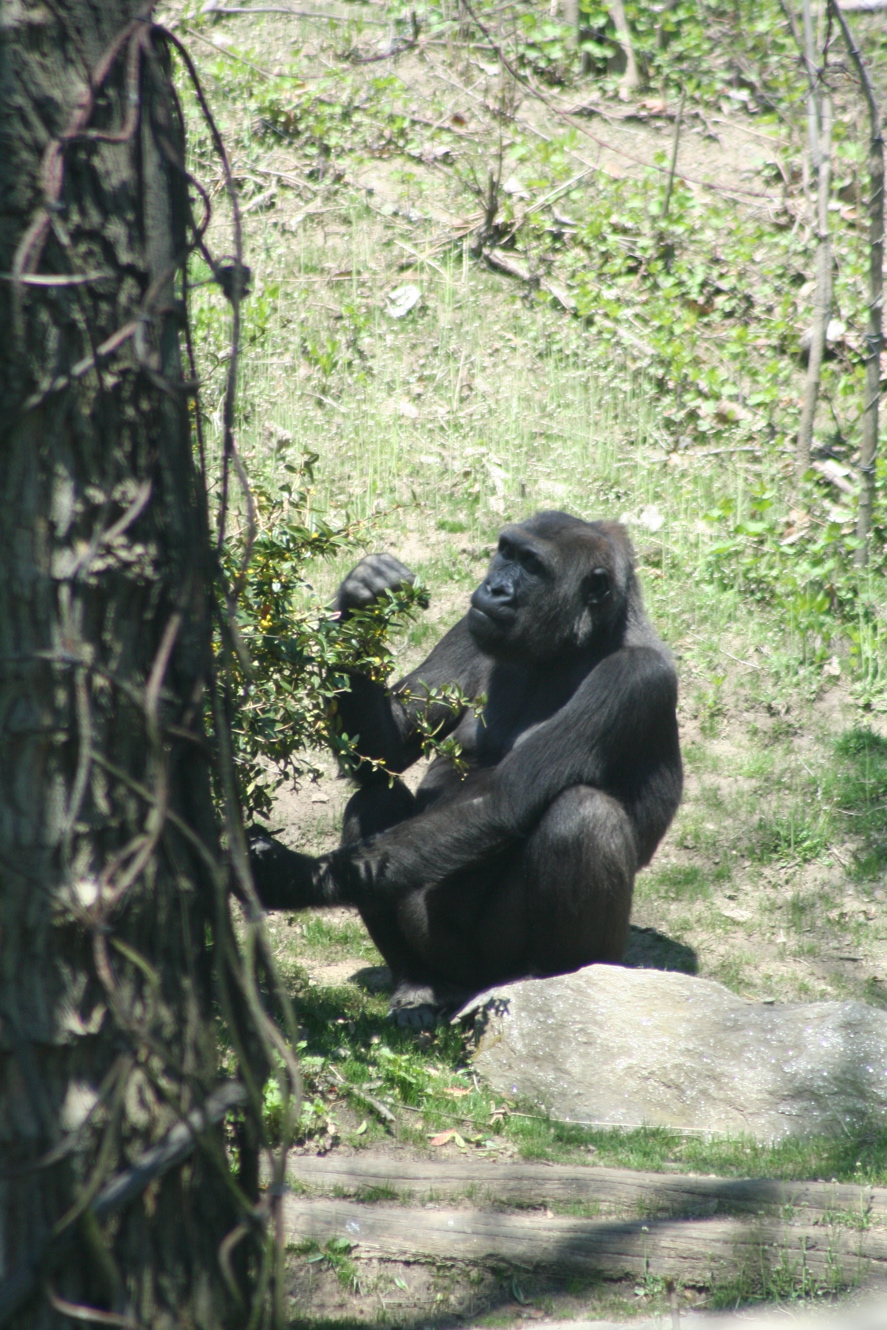 Gorilla Eating | Pics4Learning