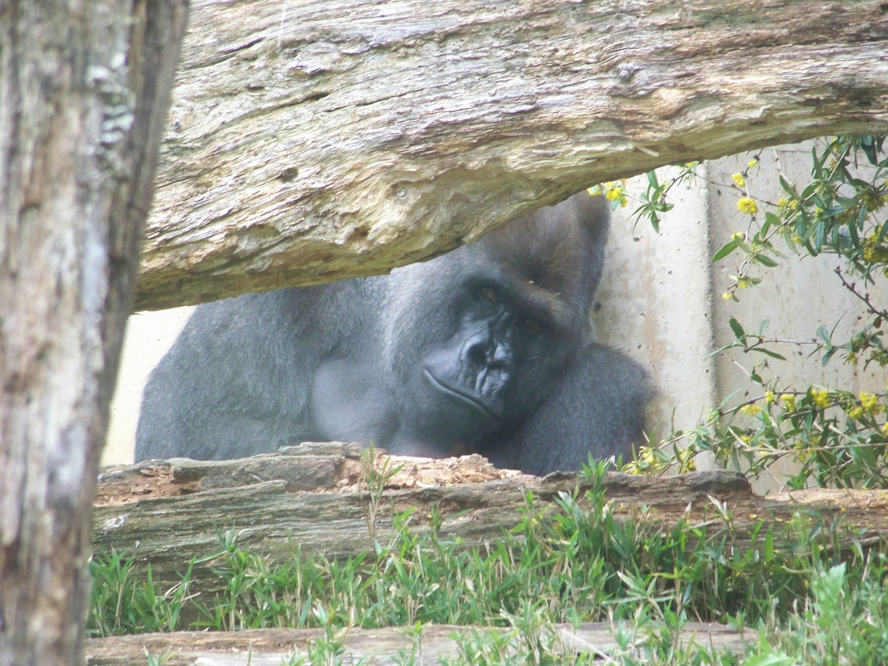 Gorilla | Pics4Learning
