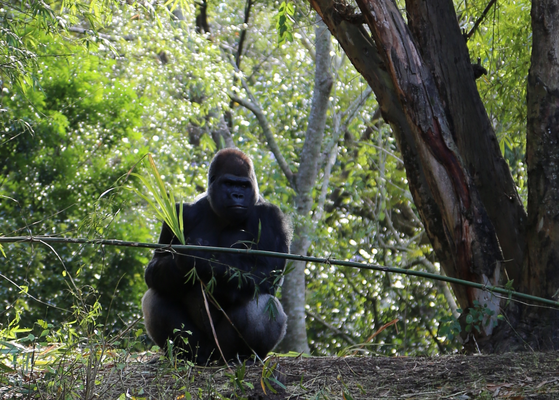 Gorilla Thinking | Pics4Learning