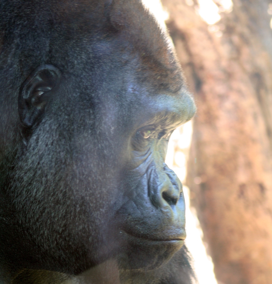 Gorilla Close up | Pics4Learning