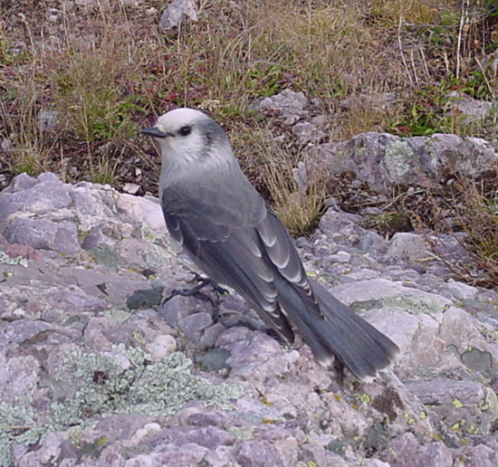 Gray Jay - Perisoreus canadensis | Pics4Learning