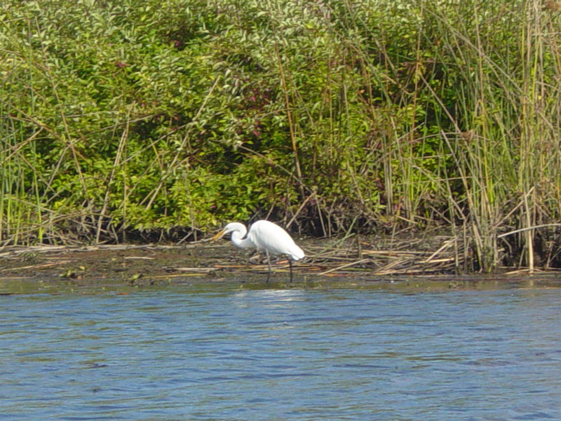 Great Egret | Pics4Learning