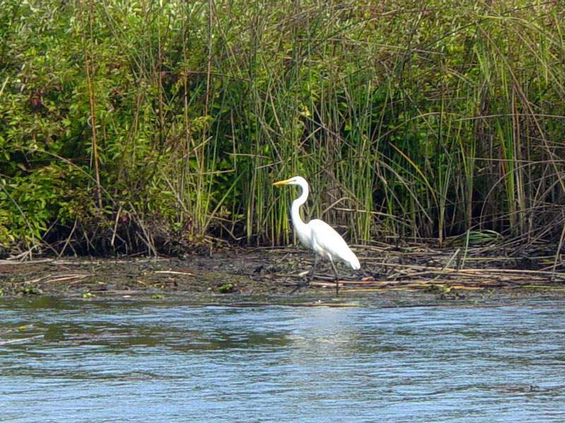 Great Egret | Pics4Learning