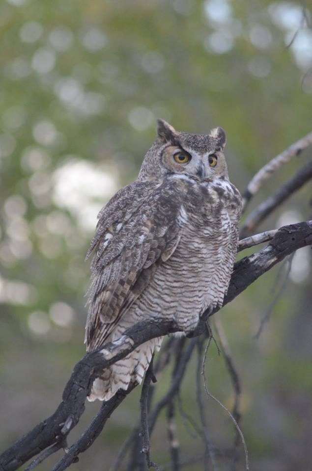 Great Horned Owl | Pics4Learning
