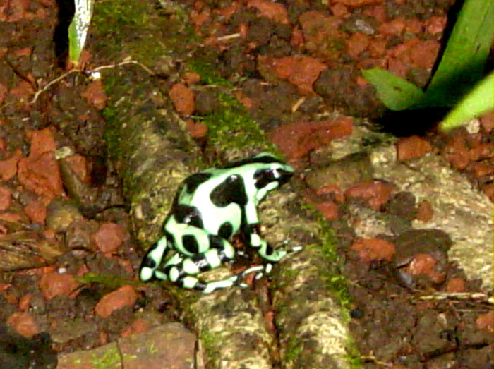 Green and black poison tree frog | Pics4Learning