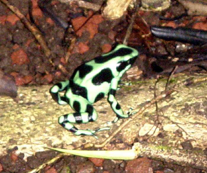 Green and black poison tree frog | Pics4Learning