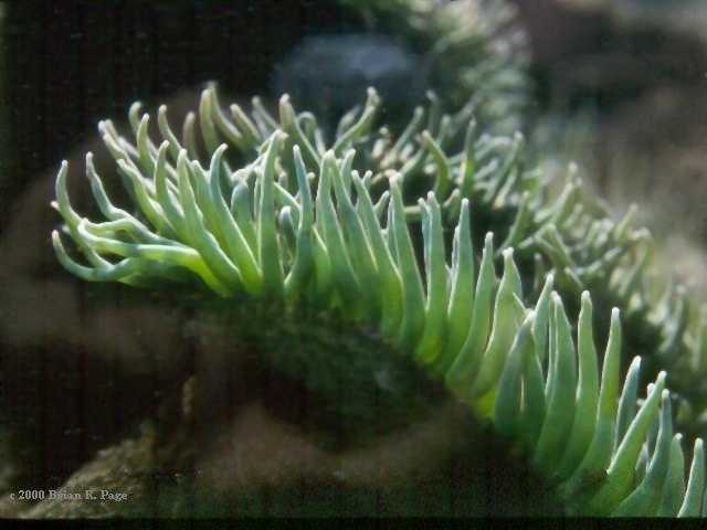 Green anemone (the green color is from symbiotic algae). | Pics4Learning