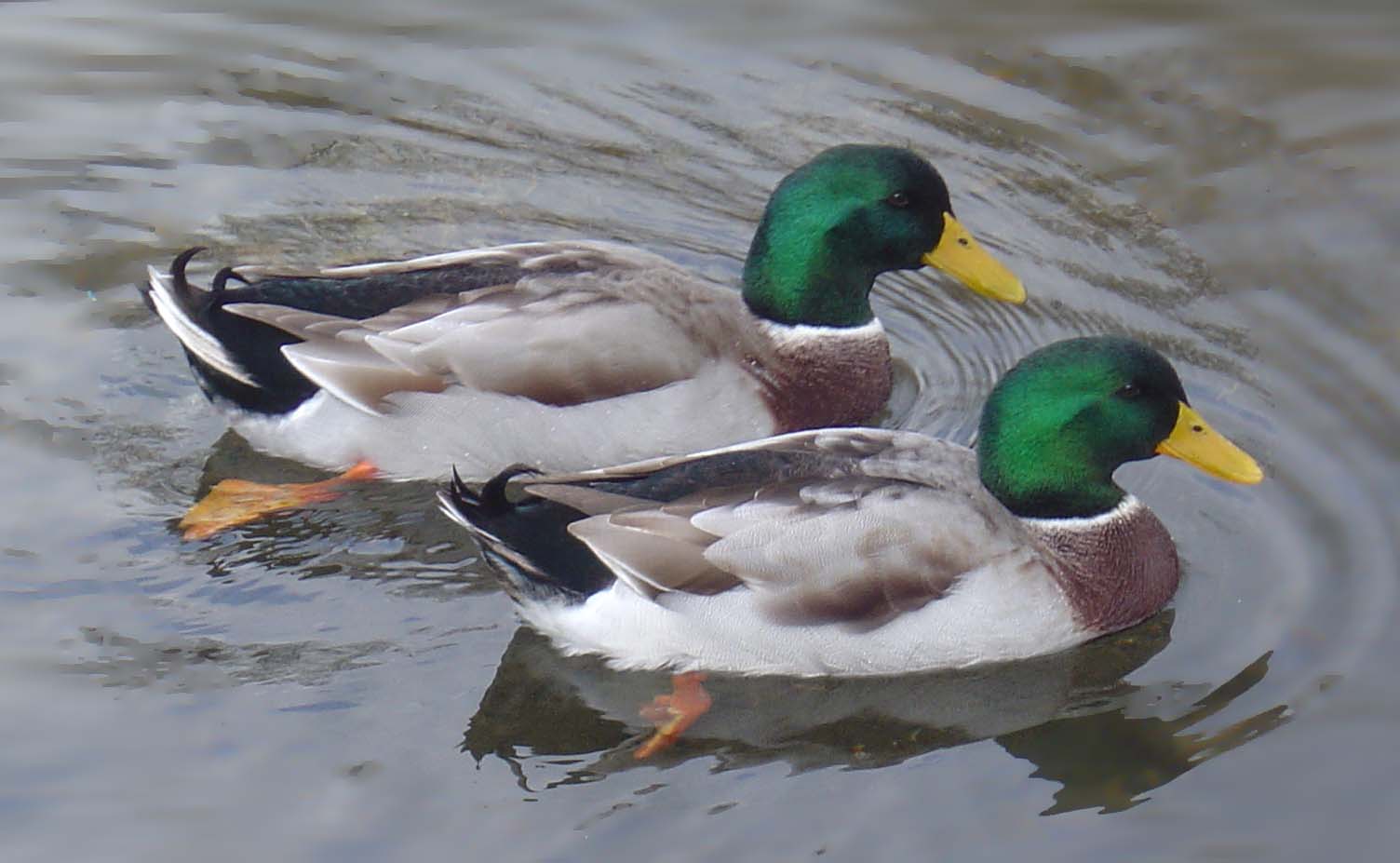 Greenhead Pair | Pics4Learning