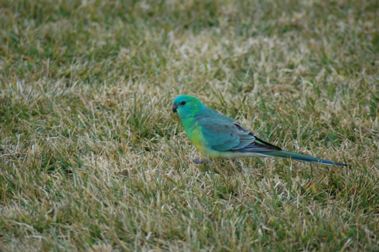 Rainbow lorikeet | Pics4Learning