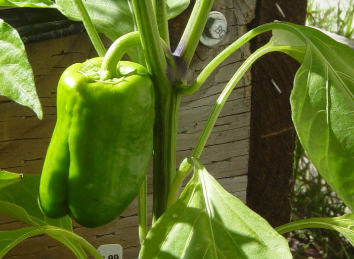 Green pepper | Pics4Learning