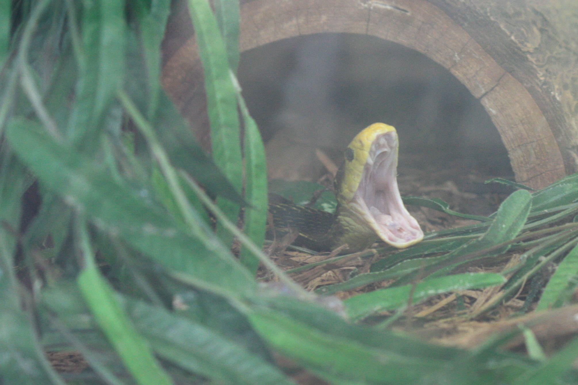 Yawning Snake | Pics4Learning