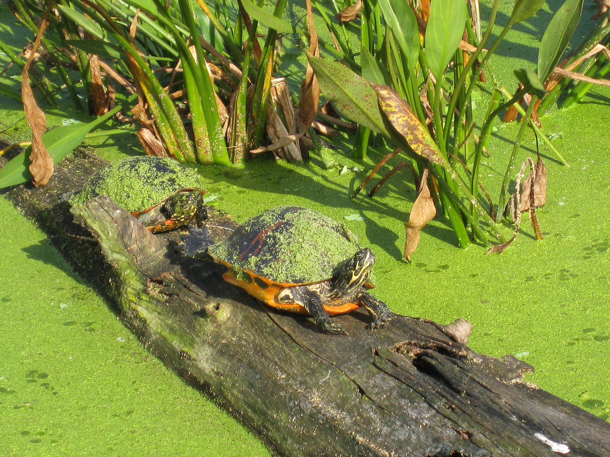 Green turtles | Pics4Learning