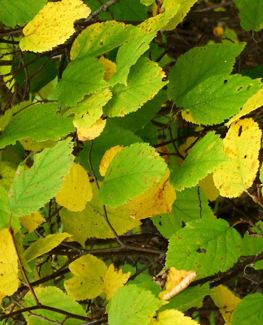 LEAVES | Pics4Learning