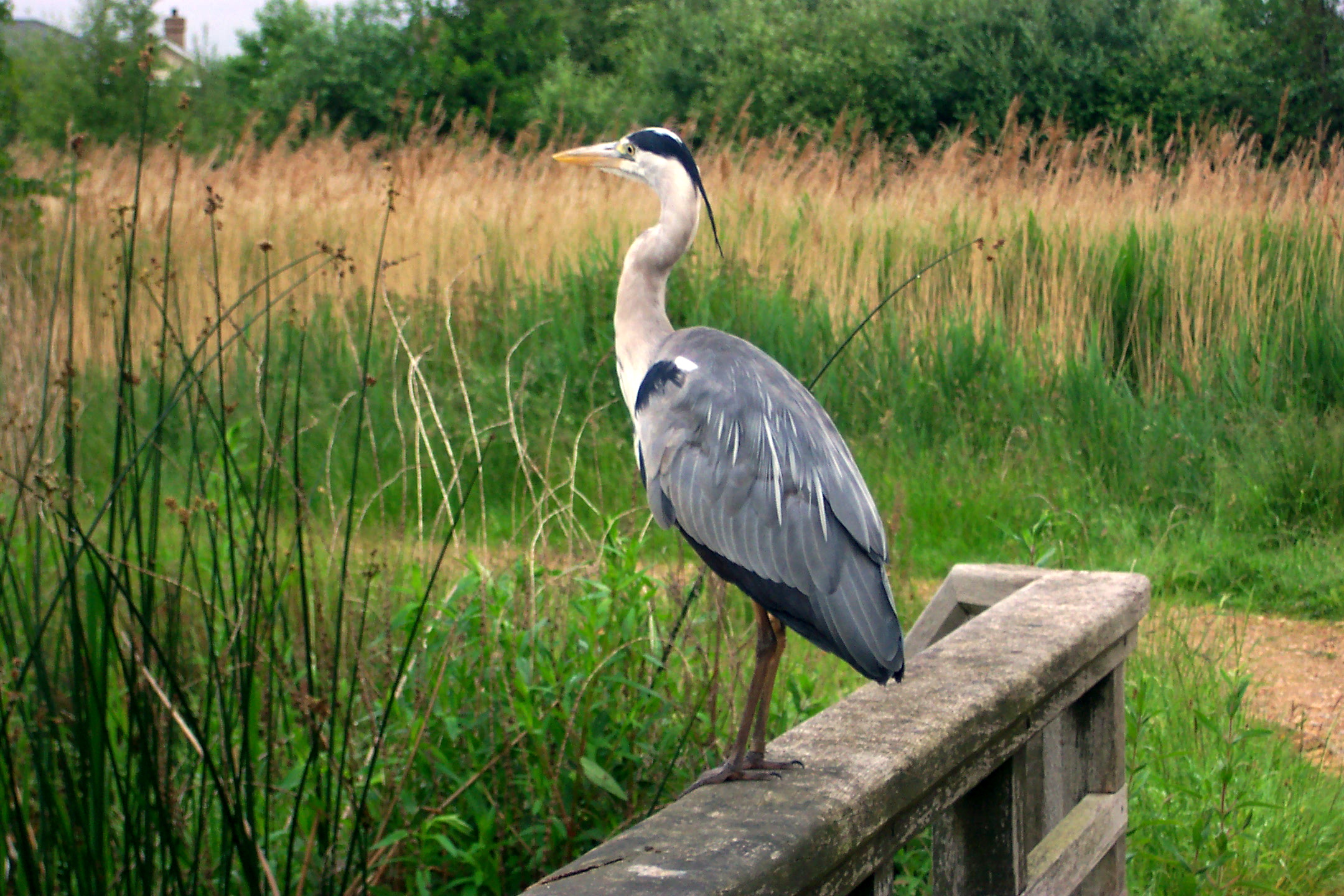 Grey heron | Pics4Learning