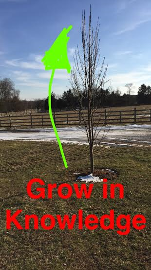 Grow in Knowledge | Pics4Learning