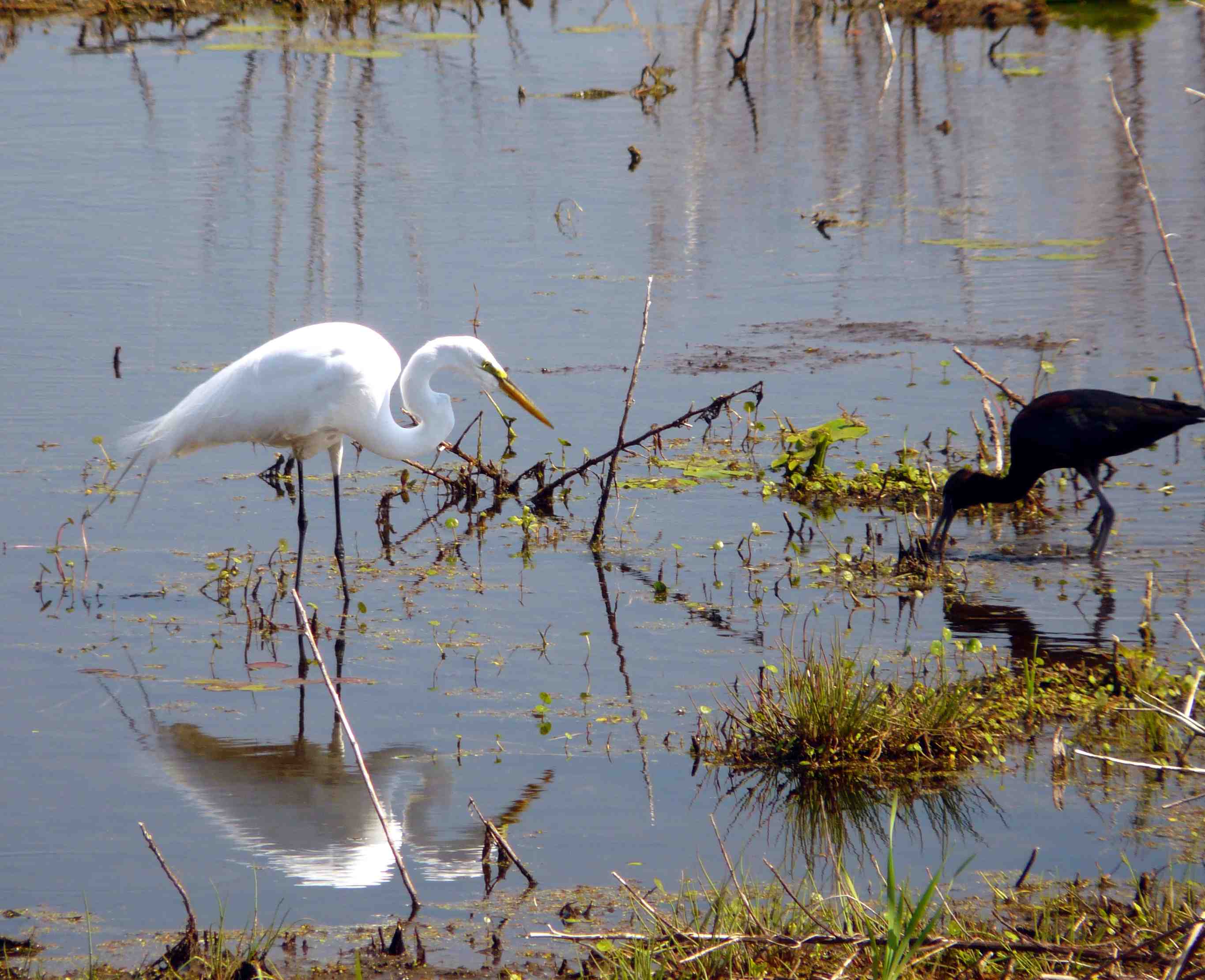 Feeding Waders | Pics4Learning